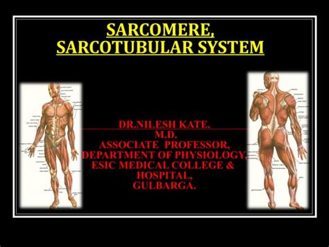 Sarcotubular System Ppt