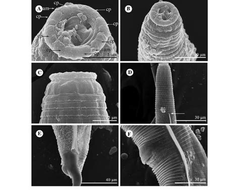 Leidynemella Shahi N Sp Female A Cephalic Region Subapical View