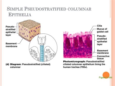 Cells And Tissues Ppt Download