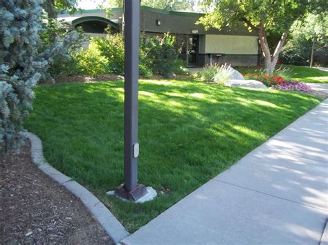Fine Fescue Colorado Native Grass Guide