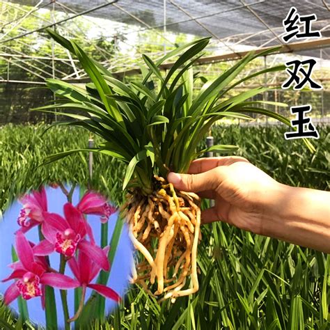 兰花批发四季兰兰花花盆批发四季兰蓝宝石兰花第10页大山谷图库