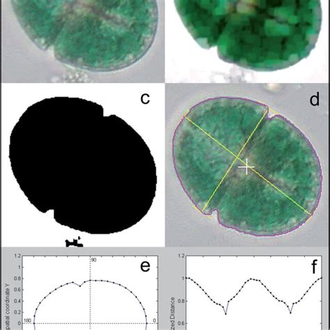 Algal Cell Identification Objects Recognized As Microalgae Are