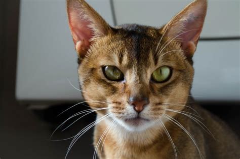 Free Images Animal Looking Pet Fur Portrait Symbol Macro