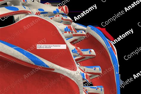Origin Of Serratus Posterior Superior Muscle Complete Anatomy