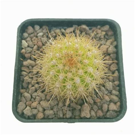 Hildewintera Mamacita 6x6 Cm Cactaceae Giromagi Vendita Piante Grasse