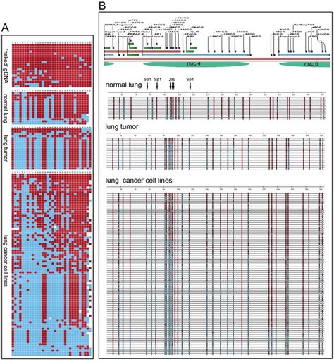 Dna Methyltransferase Based Single Molecule Chromatin Map It Assay Of Download Scientific