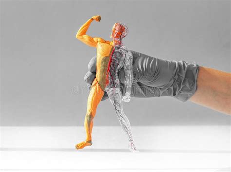 Human Body 3d Model With Muscular And Circulatory Anatomical Systems In