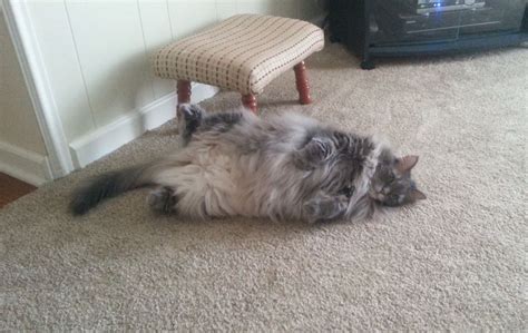 Somebody Had Too Much Turkey Imgur