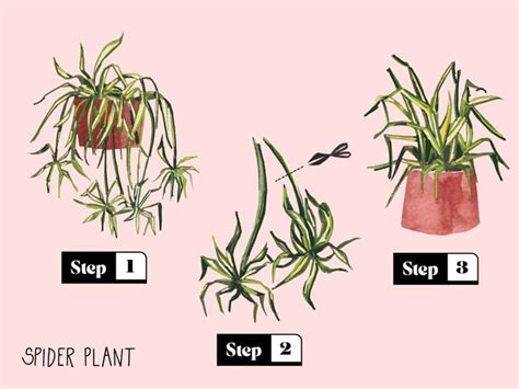 3 Easy Ways To Propagate Plants You Have At Home Chatelaine