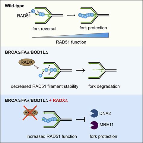 Radx Modulates Rad51 Activity To Control Replication Fork Protection