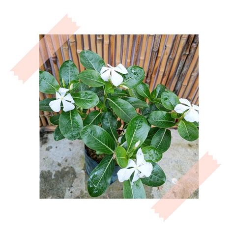 Gg Real Plantcatharanthus Roseus Bunga Tapak Dara Pokok Hidup Hiasan Dalaman Luar Rumah Live