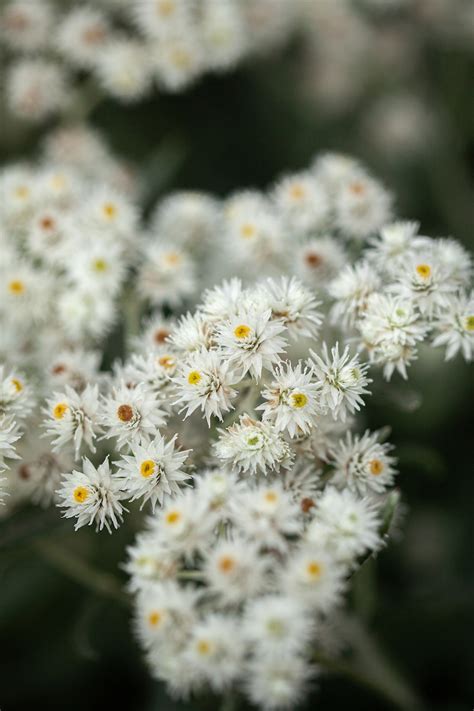 Anaphalis Triplinervis Seeds £255 From Chiltern Seeds Chiltern Seeds