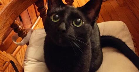 This Is Zelda Doing Her Best Toothless Impression Imgur