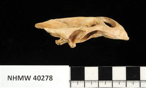 Holotype Nhmw 40278 Of A O Jongli Ssp Nov Skull In Lateral View