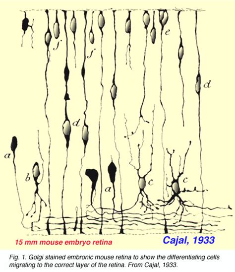 Formation Of Early Retinal Circuits In The Inner Plexiform Layer By
