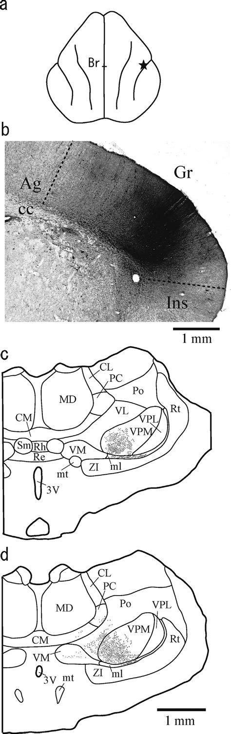 Dorsal Views Of The Cortex A Photomicrographs B And Semi Schematic