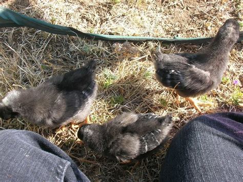 The Old Homestead Coop Backyard Chickens Learn How To Raise Chickens