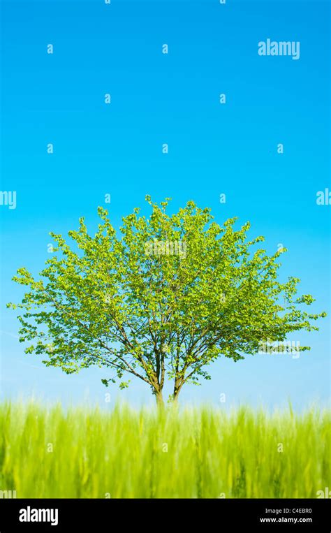 Tree And Grass Stock Photo Alamy