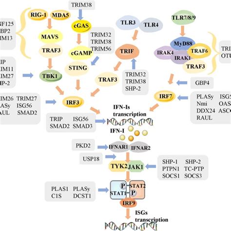 The Production Of Type I Interferons And Type I Interferon