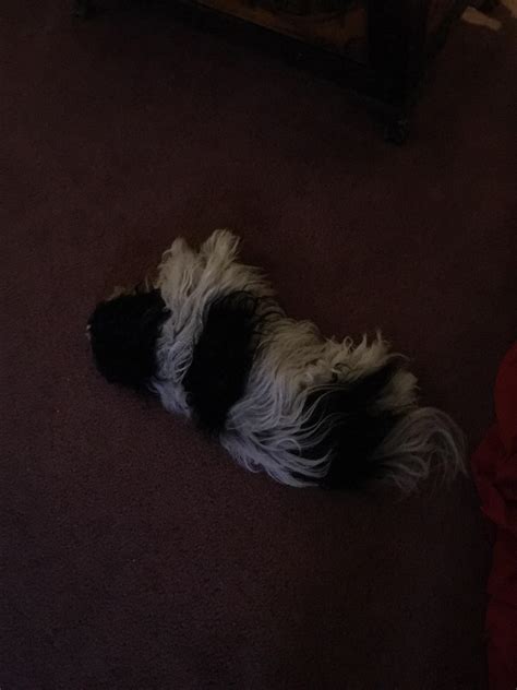 Fluffy shih tzu resting before bed : r/Shihtzu