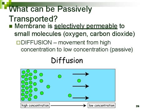 Cell Membranes Transport Communication 1 Cell Membrane Most