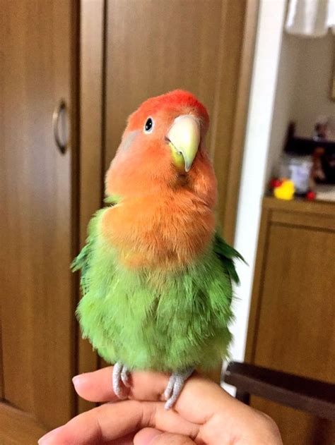 Rosy Faced Lovebird Agapornis Roseicollis Phoenix Arizona Artofit