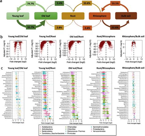 Microbiome Associations In Different Compartments Of The Tea Plants
