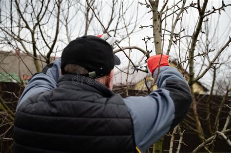 Seasonal Pruning Of The Garden Gardening Spring Work Stock Image