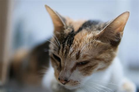 2400000 多张免费的 猫（cat）”和 猫”照片 Pixabay