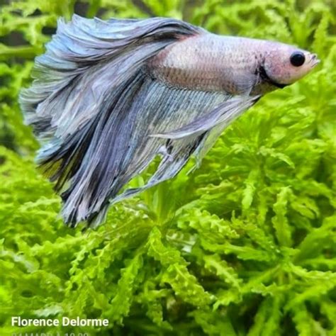 Kouassi Yao Willy Youtube