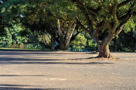Trees Park Pavement Free Photo On Pixabay Pixabay