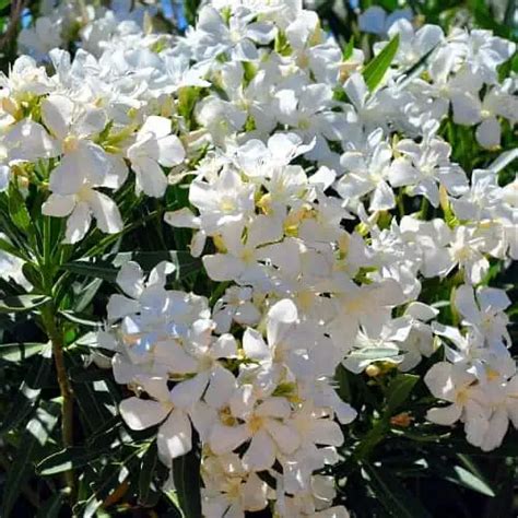 10 Plants That Repel Gophers Plants Gophers Hate Pond Informer