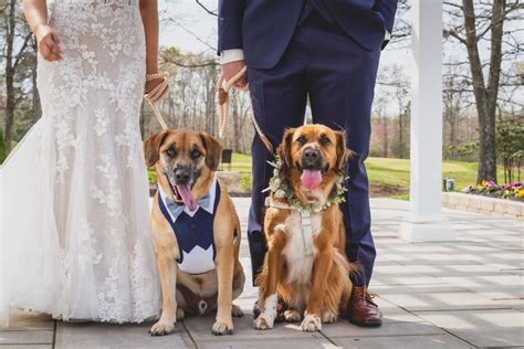 Gallery — Smile N Wag
