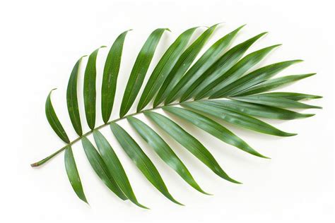 Areca Palm Leaf Leaf Arecaceae Free Photo Rawpixel