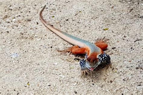 15 Incredible Red Lizards The Beauty Of Diversity Howitsee