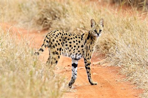 Serval Leptailurus Serval