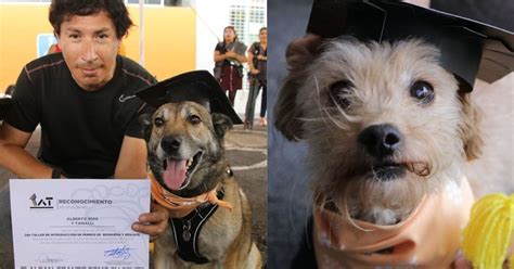VIDEO Perros se convierten en canes de búsqueda y rescate tras graduarse de taller en Tlalpan