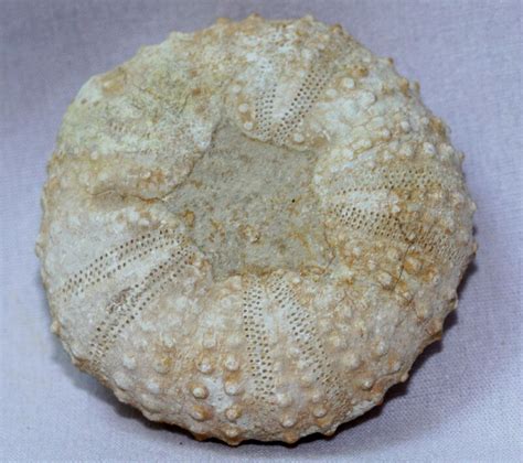 Cretaceous Echinoid Fossil