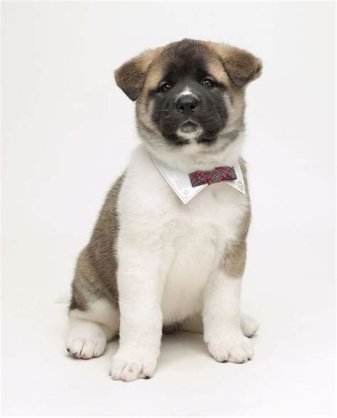 Akita German Shepherd Mix Explained In Fewer Than 500 Words