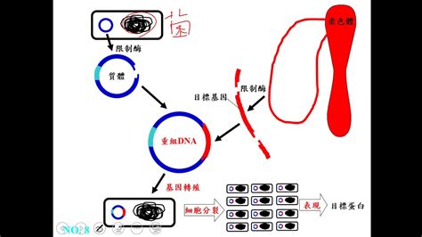 10702高二選修生物ch11 5 03人工基因重組基因轉殖細菌二書 Youtube