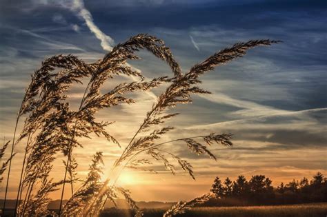 Grass Sunset Sky Wallpaper Nature And Landscape Wallpaper Better