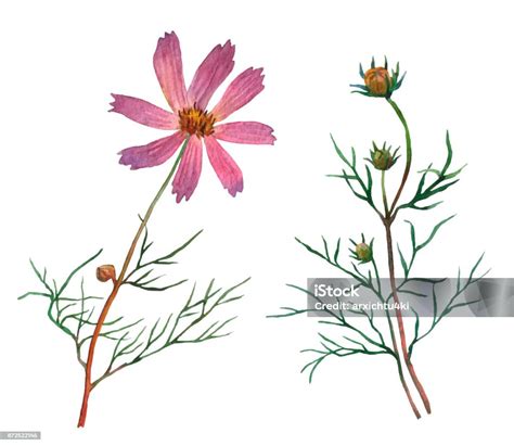 보라색 우주 Bipinnatus 일반적으로 정원 코스모스 또는 멕시코 애 스 터 라고 수채화 손으로 그린 그림을 흰색 배경에