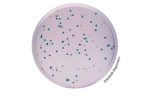 Cronobacter Bioneks®