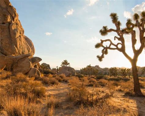 Joshua Tree