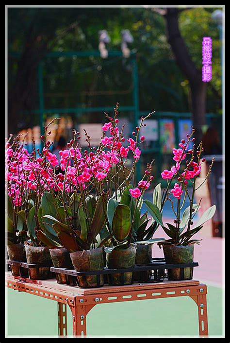 香港荃灣春節年宵花墟 原創 异鄉游子的博客 Photofans摄影网