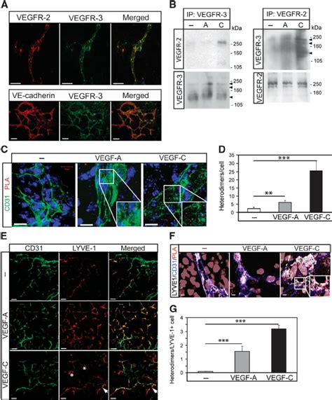 Formation Of Vessel Structures In Differentiating 2d Ebs Involves Both