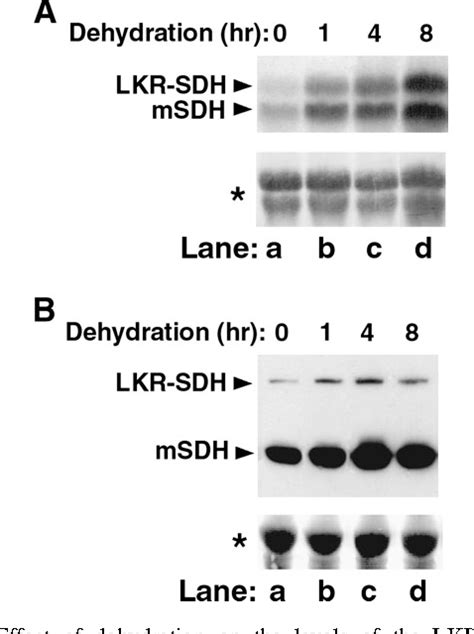 Figure 2 From Regulation Of Lysine Catabolism In Arabidopsis Through