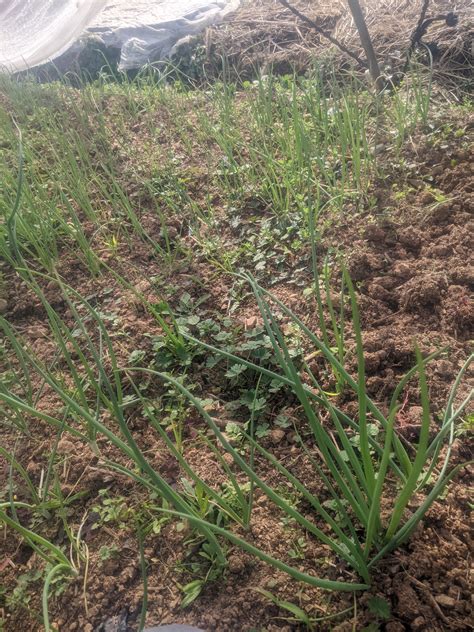 ふらく農園 Agriculture Life 不耕起栽培の畝づくり