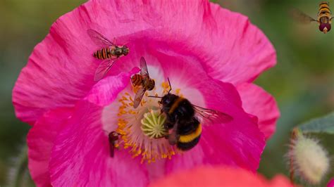 Lets Dive In Why Are Insects So Important