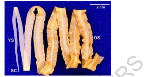 There Is Asexual Reproduction By The Larvae In The